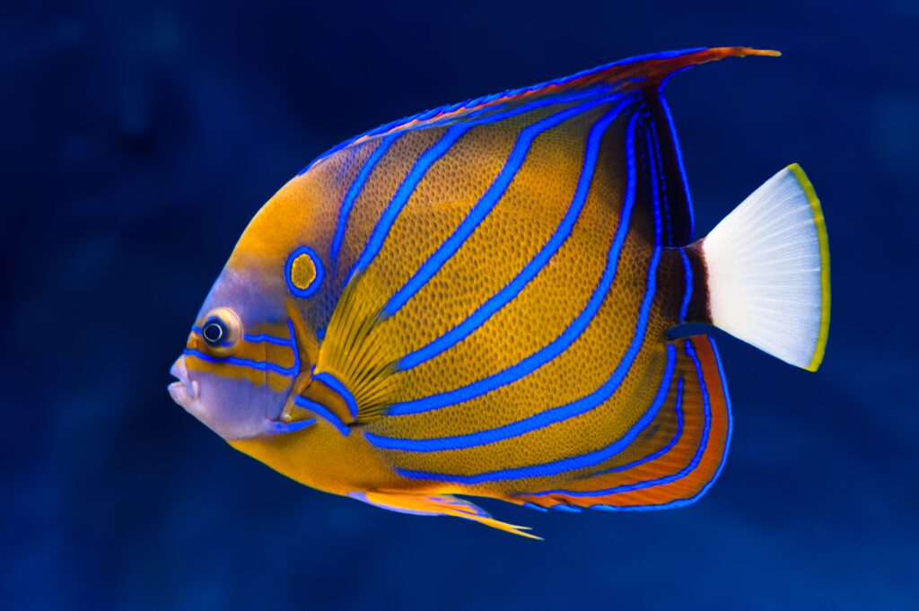 Majestic Angelfish Care Guide | Food & Diet, Price, Lifespan
