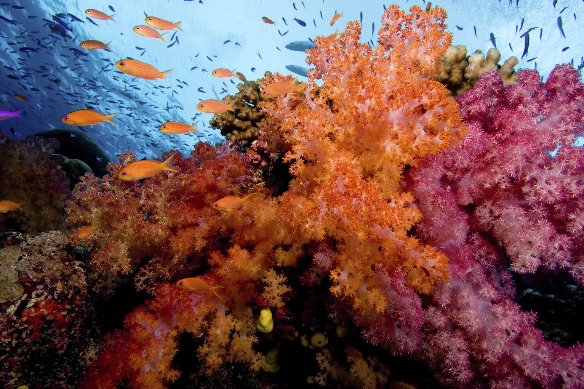 Lyretail Anthias Care Guide | Food & Diet, Price, Lifespan