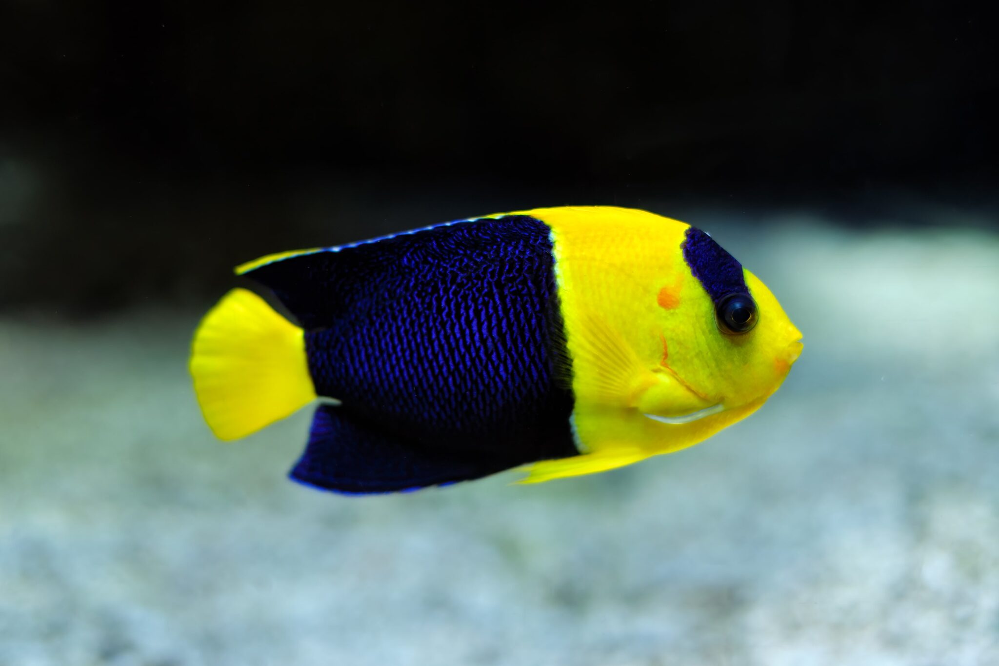 Bicolor Angelfish Care Guide | Food & Diet, Price, Lifespan