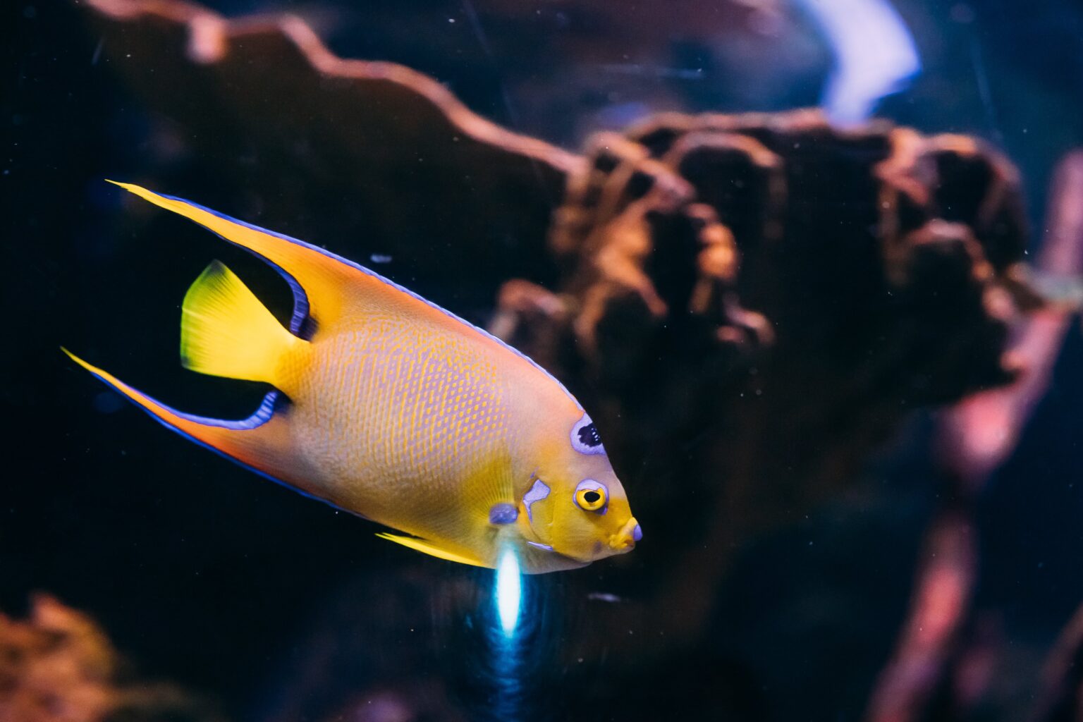 French Angelfish Care Guide | Food & Diet, Price, Lifespan