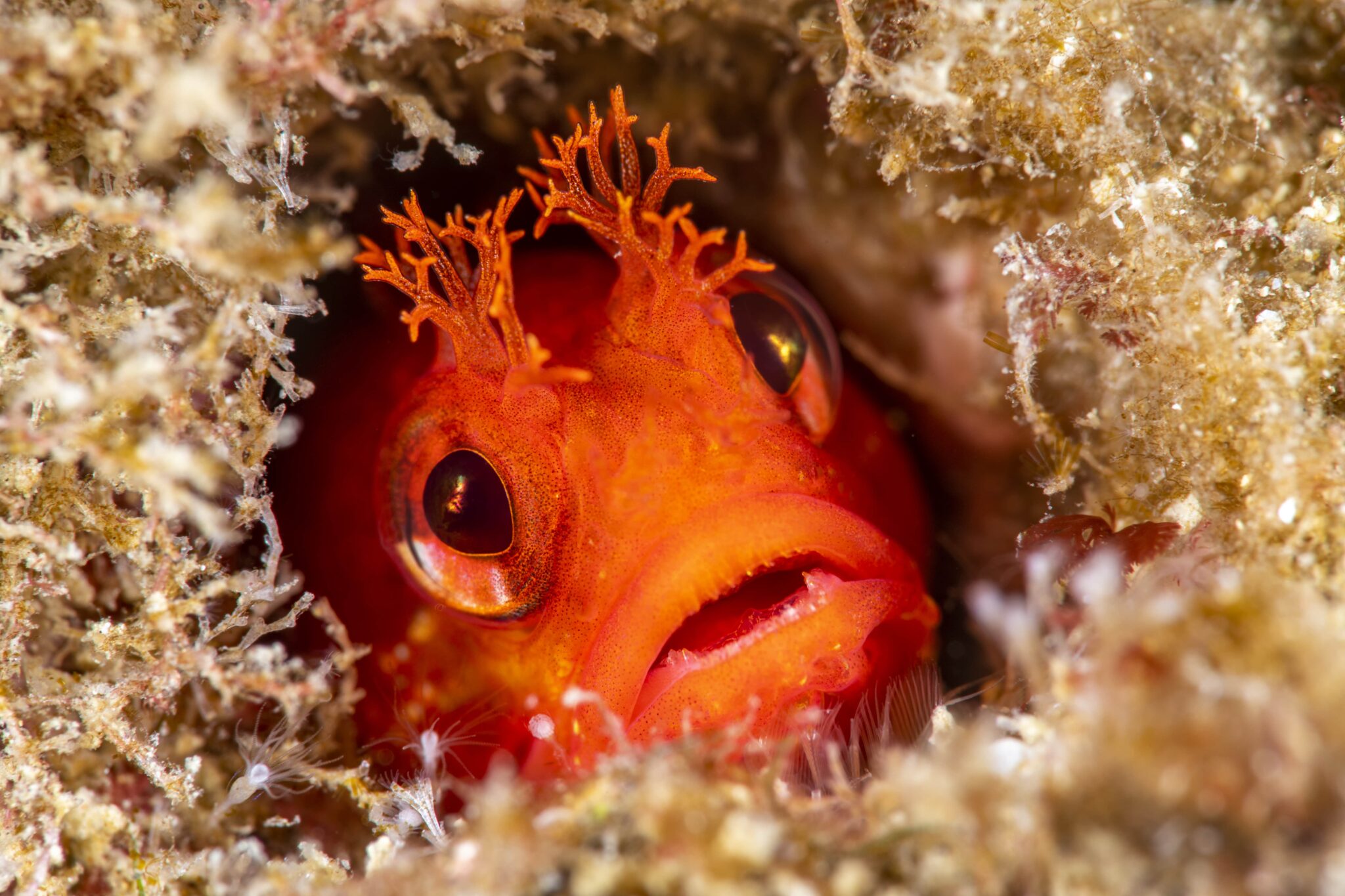 Bicolor Blenny Care Guide | Food & Diet, Price, Lifespan