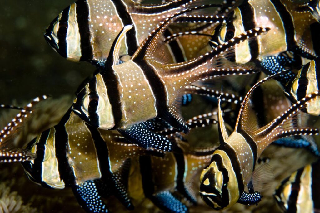 Banggai Cardinalfish Care Guide - Saltwater Aquarium World