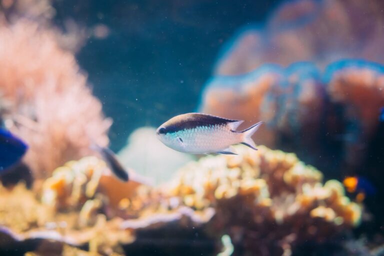 Green Chromis Care Guide - Saltwater Aquarium World