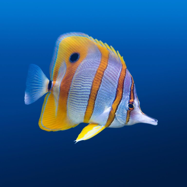 Copperband Butterflyfish Care Guide - Saltwater Aquarium World
