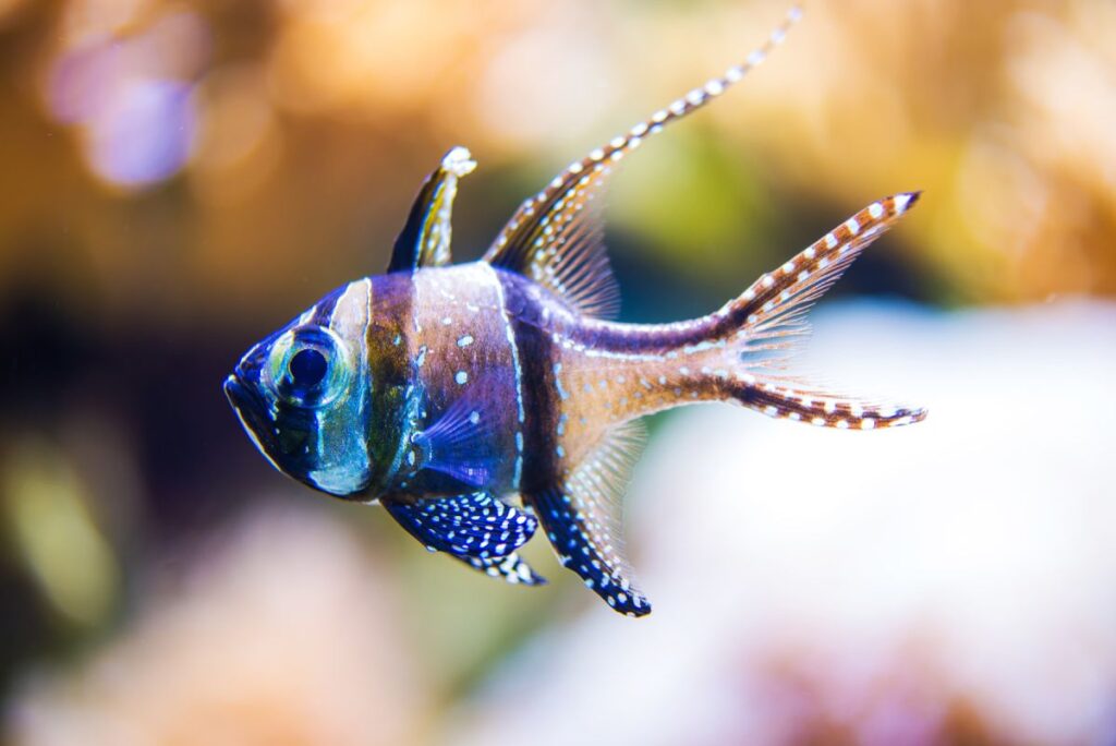 Pajama Cardinalfish Care Guide - Saltwater Aquarium World