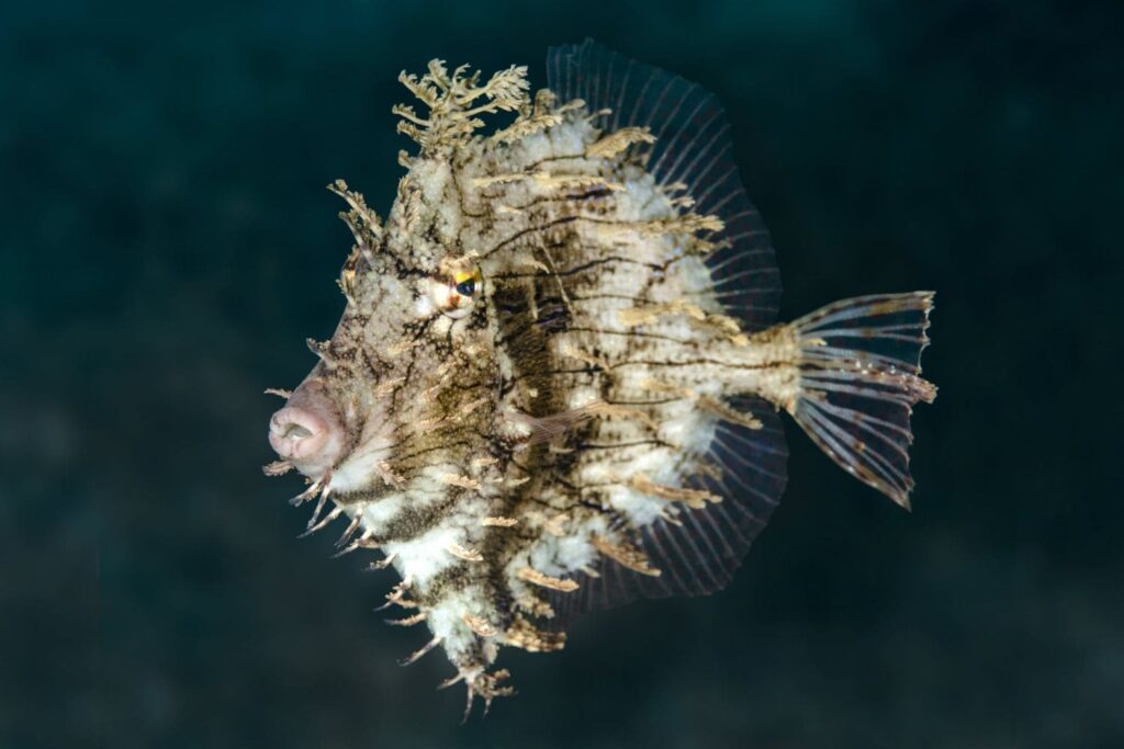 Aiptasia Eating Filefish Care Guide - Saltwater Aquarium World