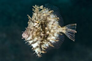 Squirrelfish Care Guide - Saltwater Aquarium World