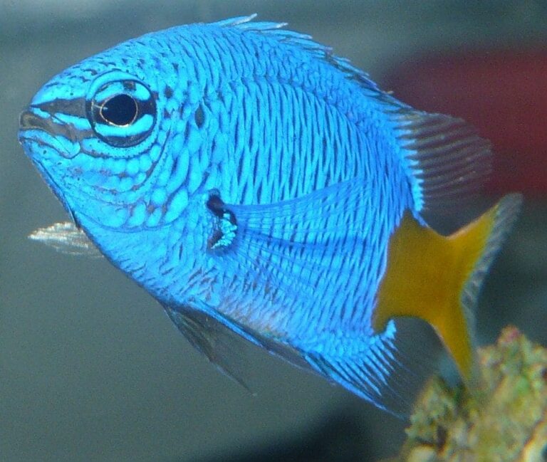Domino Damselfish Care Guide - Saltwater Aquarium World