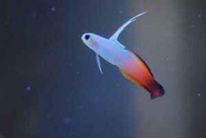 Engineer Goby Care Guide - Saltwater Aquarium World
