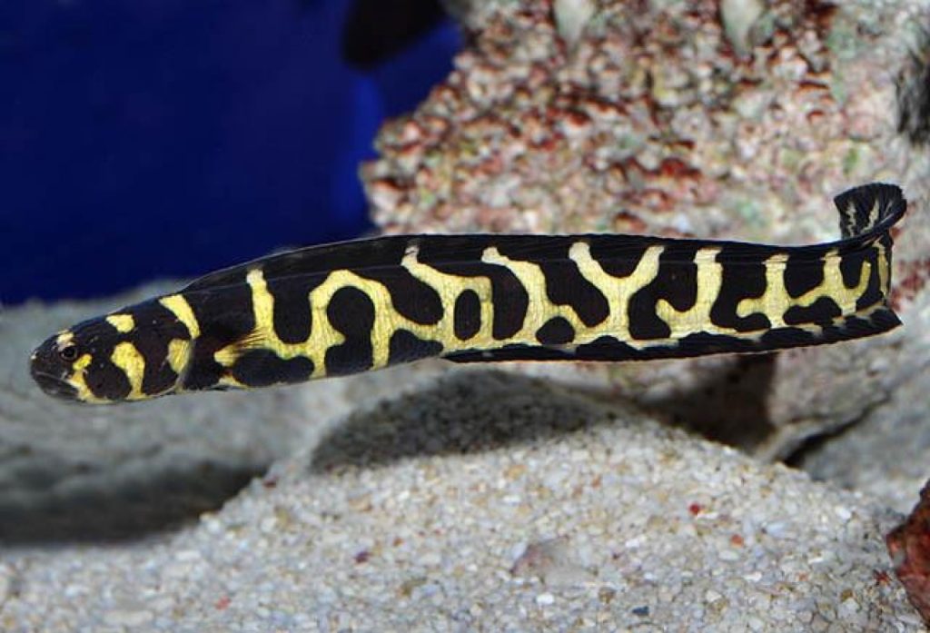 Engineer Goby Care Guide - Saltwater Aquarium World