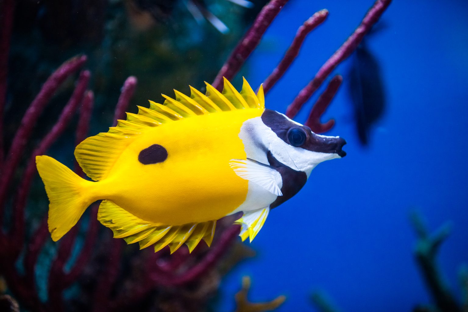 Foxface Rabbitfish Care Guide - Saltwater Aquarium World