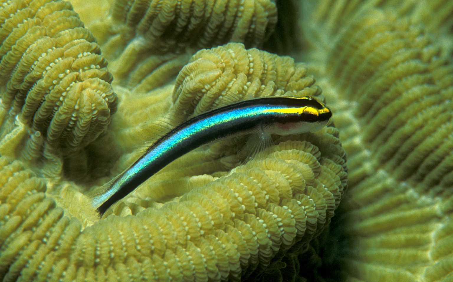 Neon Goby Care Guide - Saltwater Aquarium World