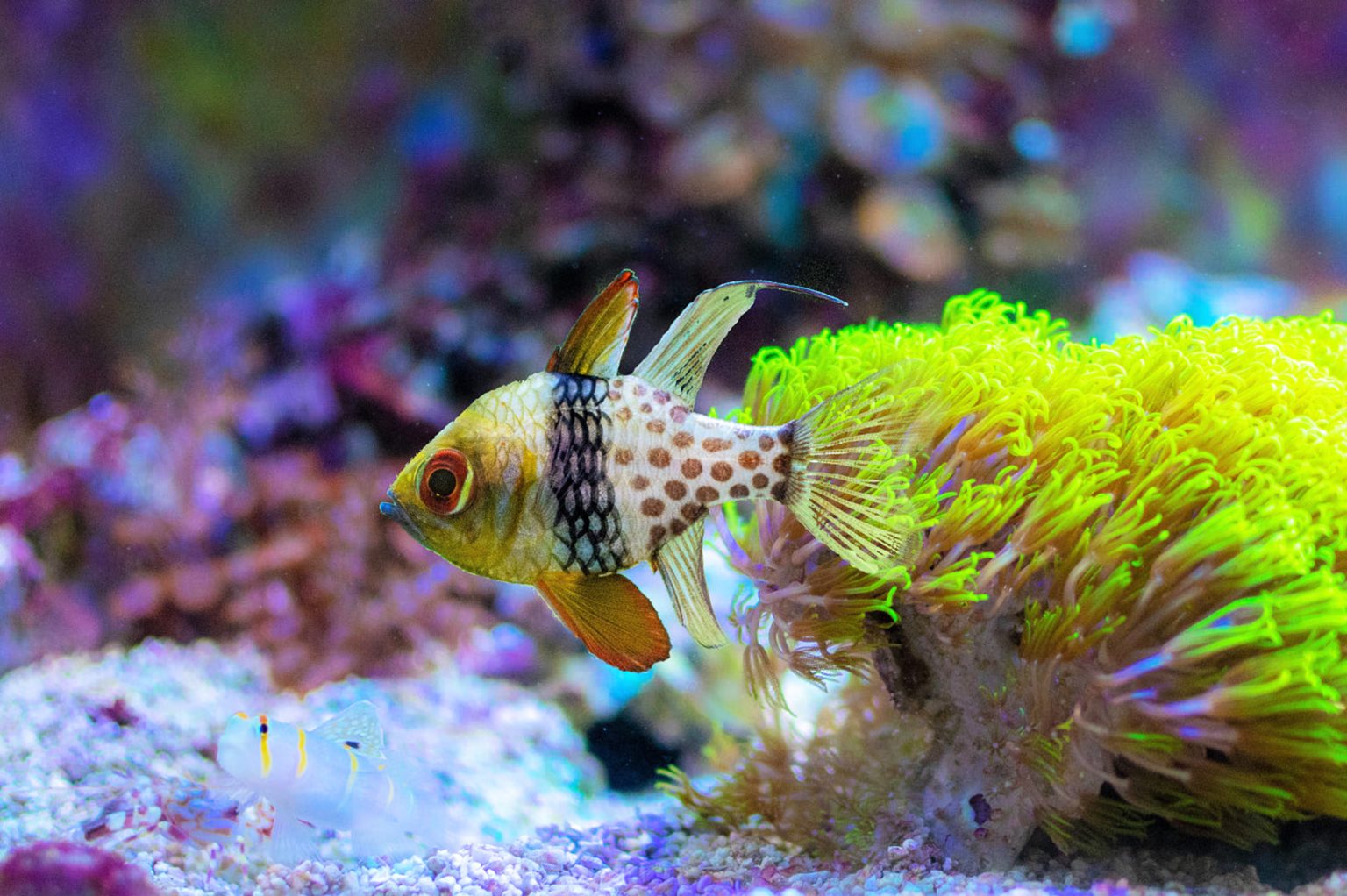 Pajama Cardinalfish Care Guide - Saltwater Aquarium World