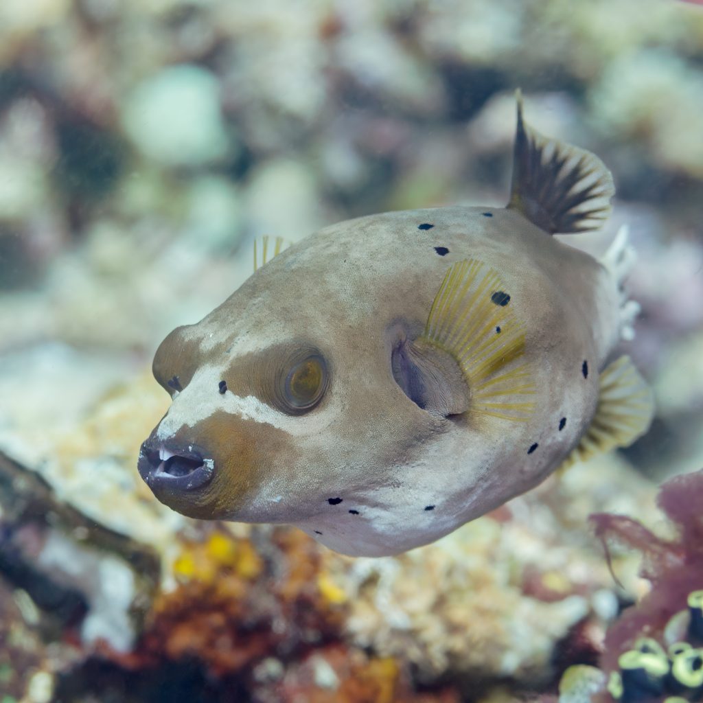 Dogface Pufferfish Care Guide - Saltwater Aquarium World