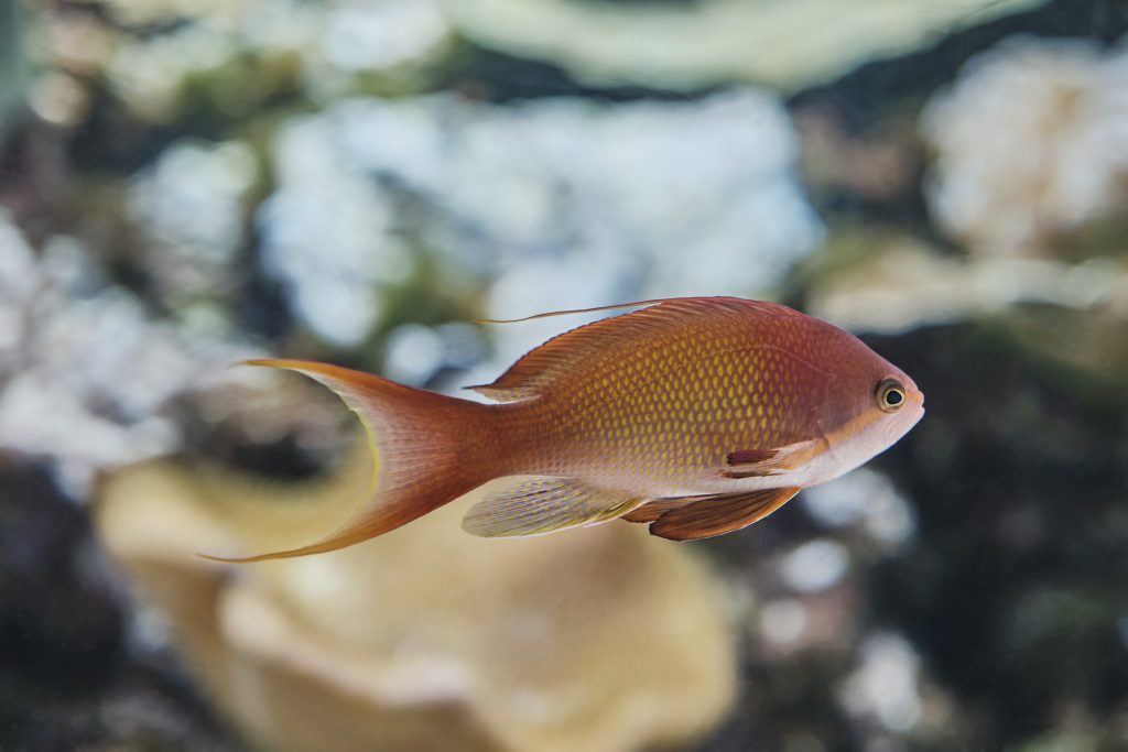 Lyretail Anthias Care Guide | Food & Diet, Price, Lifespan