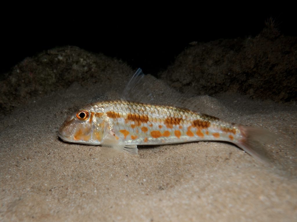 Diamond Goby (Sleeper Goby) Care Guide - Saltwater Aquarium World