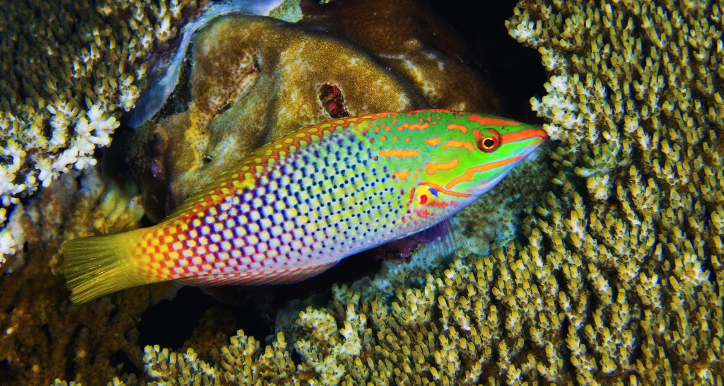Christmas Wrasse Care Guide - Saltwater Aquarium World